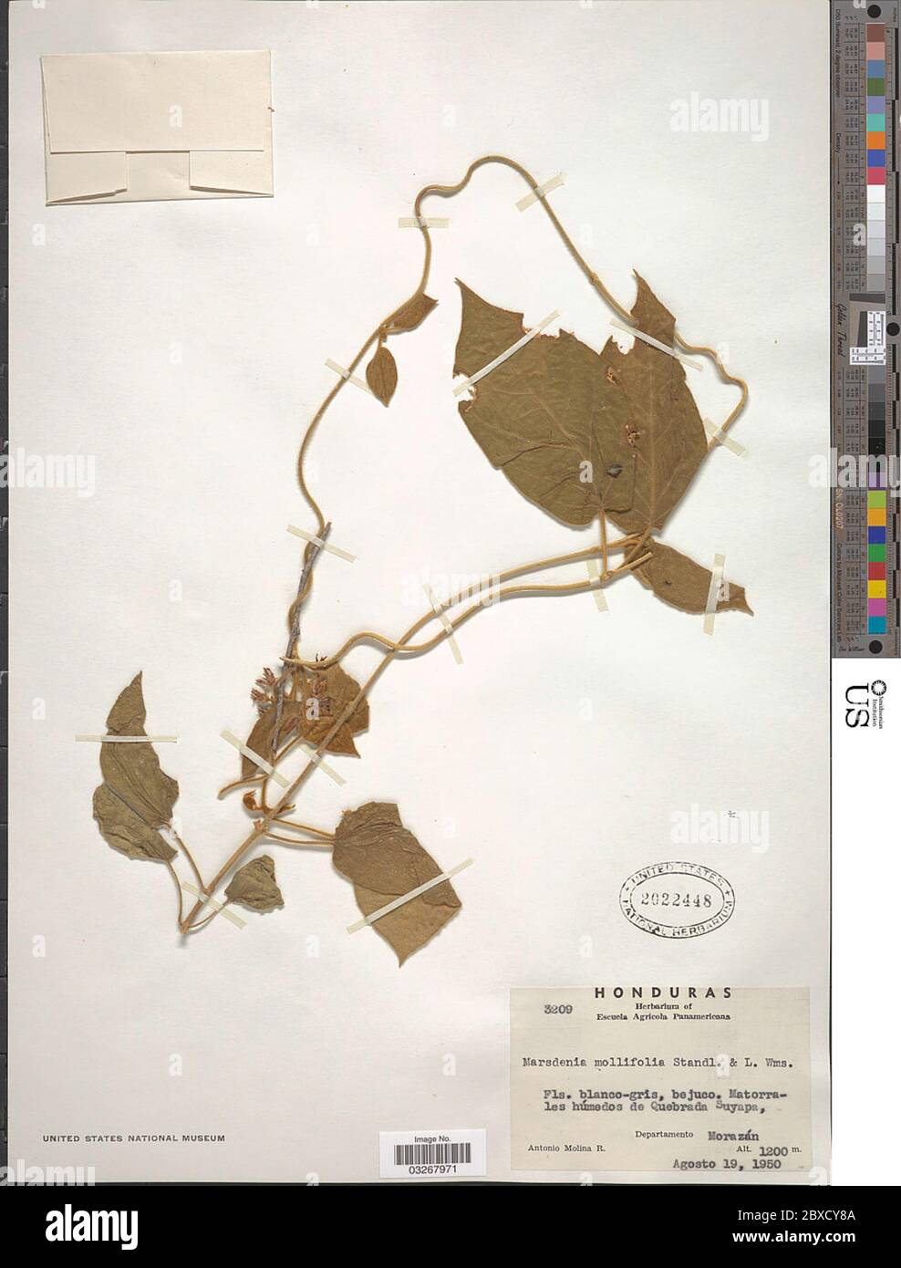 Marsdenia hi-res stock photography and images - Alamy