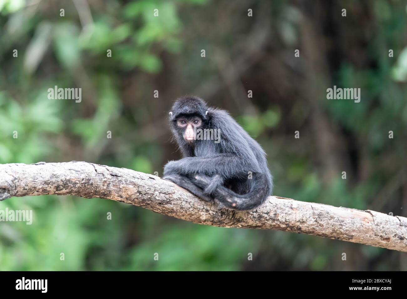 Peruvian Spider Monkey (Ateles chamek) sits on a branch overhanging the ...