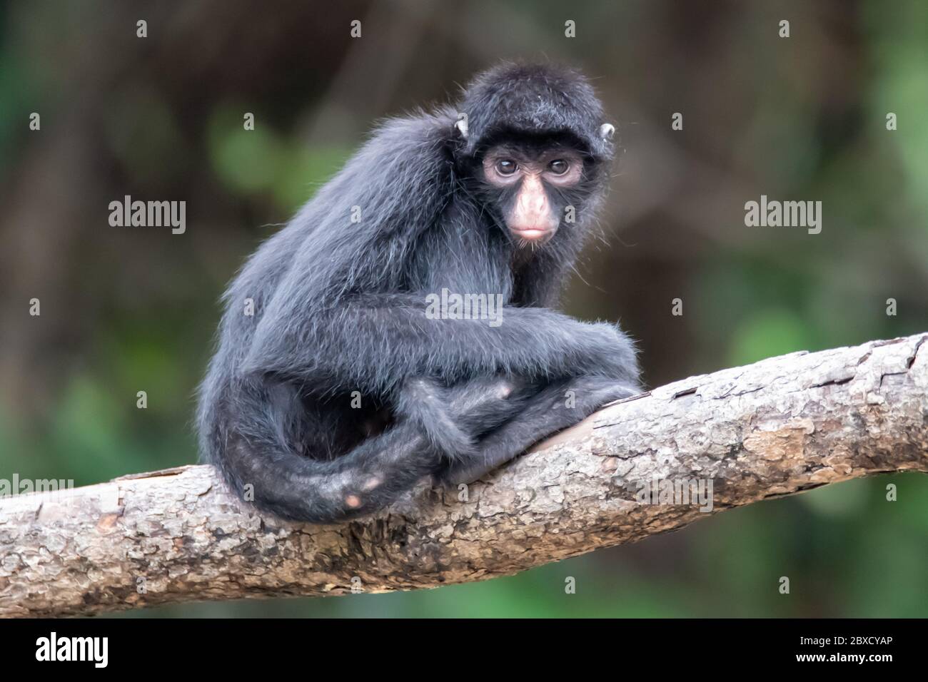 Peruvian Spider Monkey (Ateles chamek) sits on a branch overhanging the ...