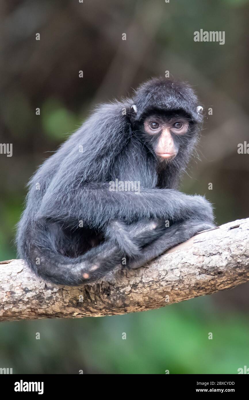 Peruvian spider monkey hi-res stock photography and images - Alamy