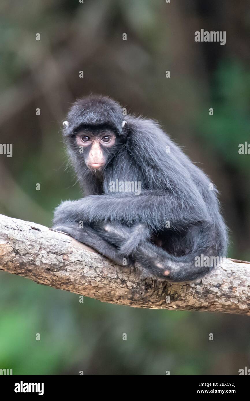 Peruvian Spider Monkey (Ateles chamek) sits on a branch overhanging the ...