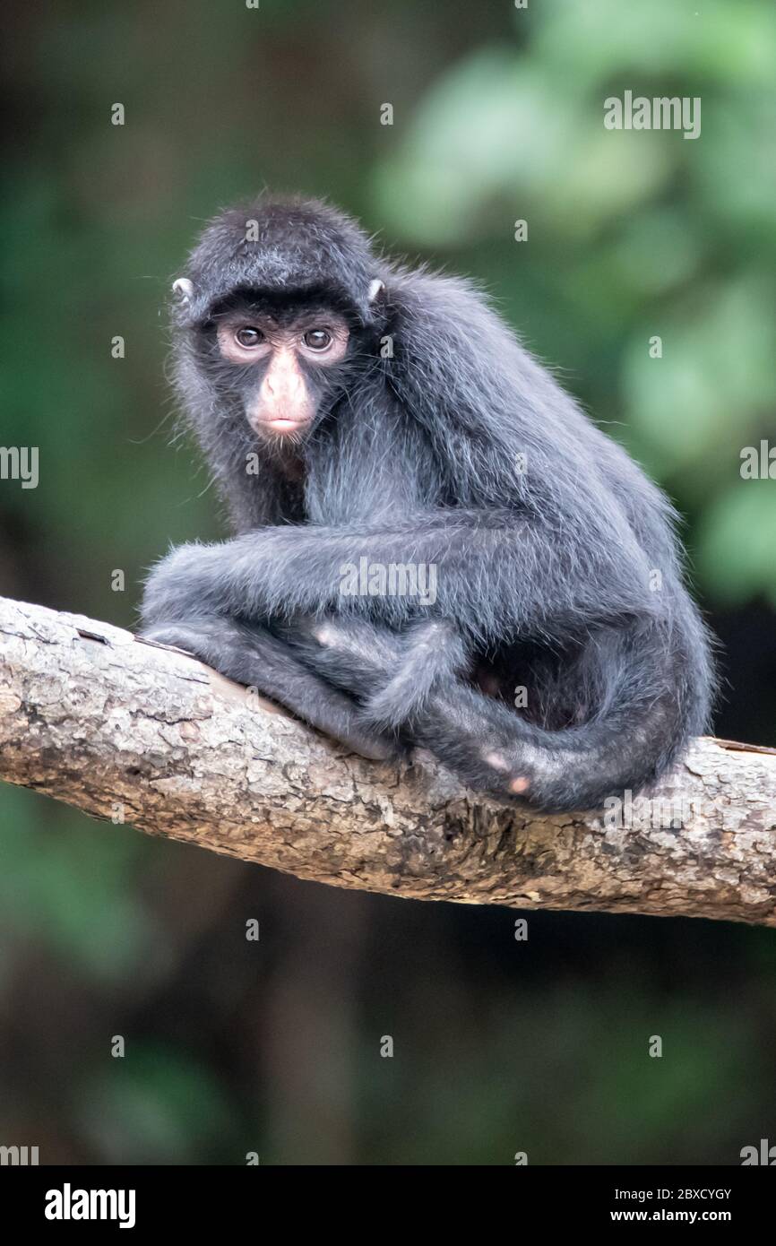Endangered peruvian spider monkey hi-res stock photography and images ...