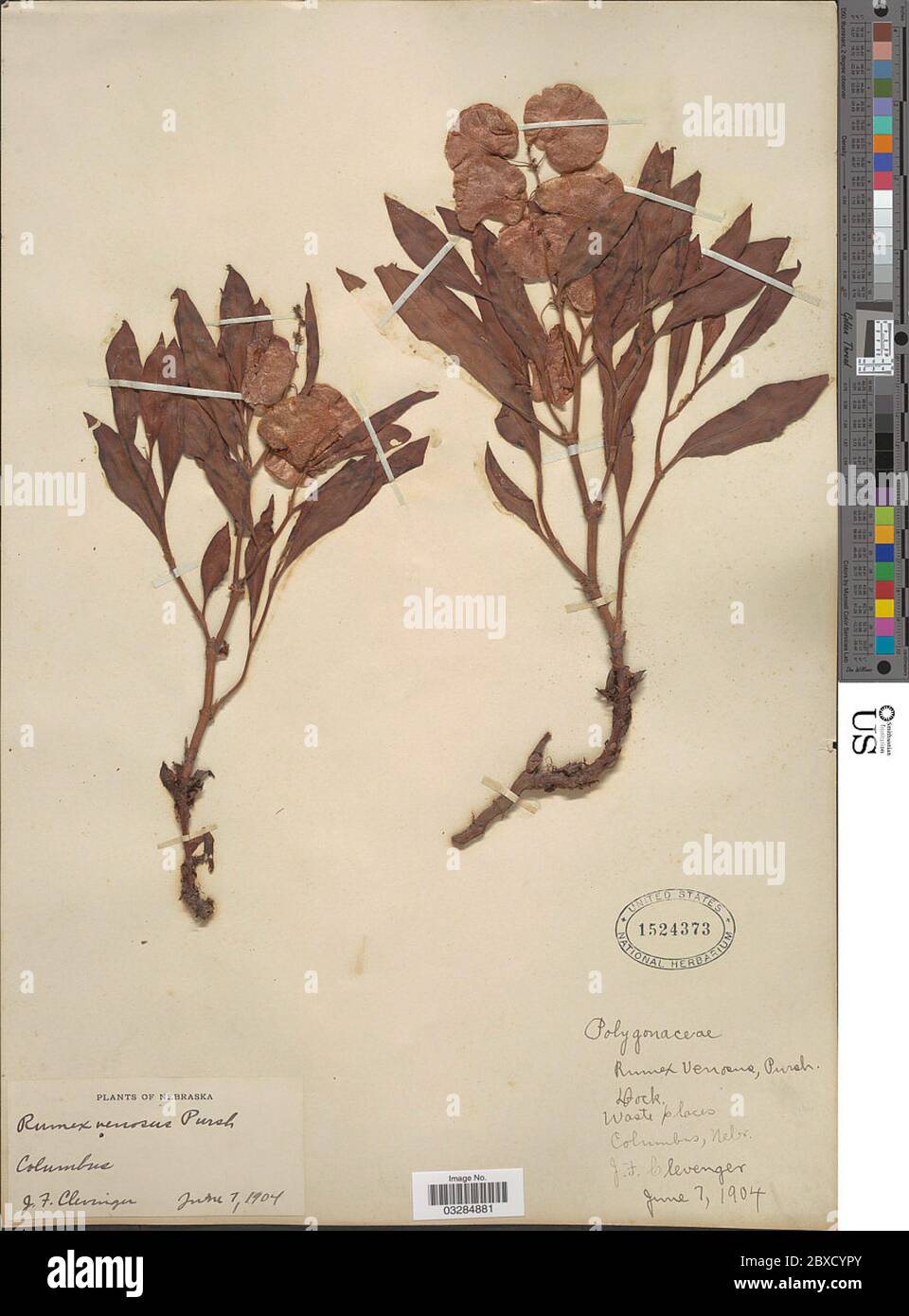 Rumex venosus Pursh Rumex venosus Pursh Stock Photo - Alamy