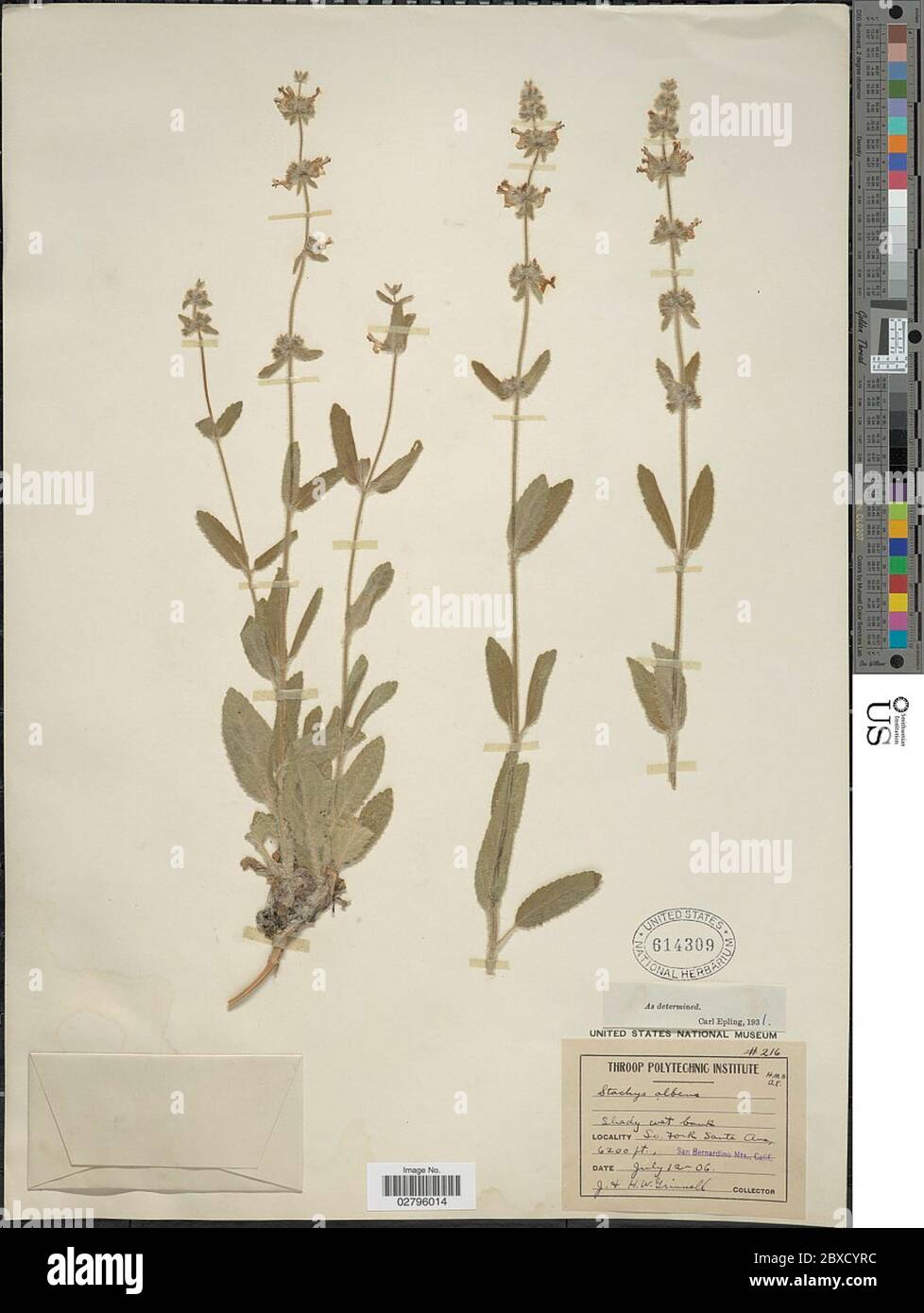 Stachys albens A Gray Stachys albens A Gray Stock Photo - Alamy
