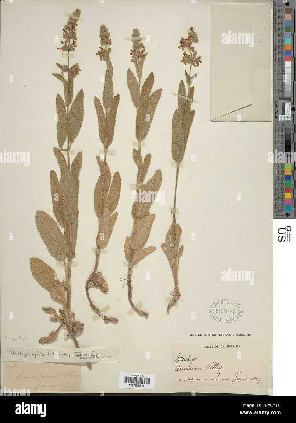 Stachys rigida subsp typica Nutt ex Benth Stachys rigida subsp typica ...