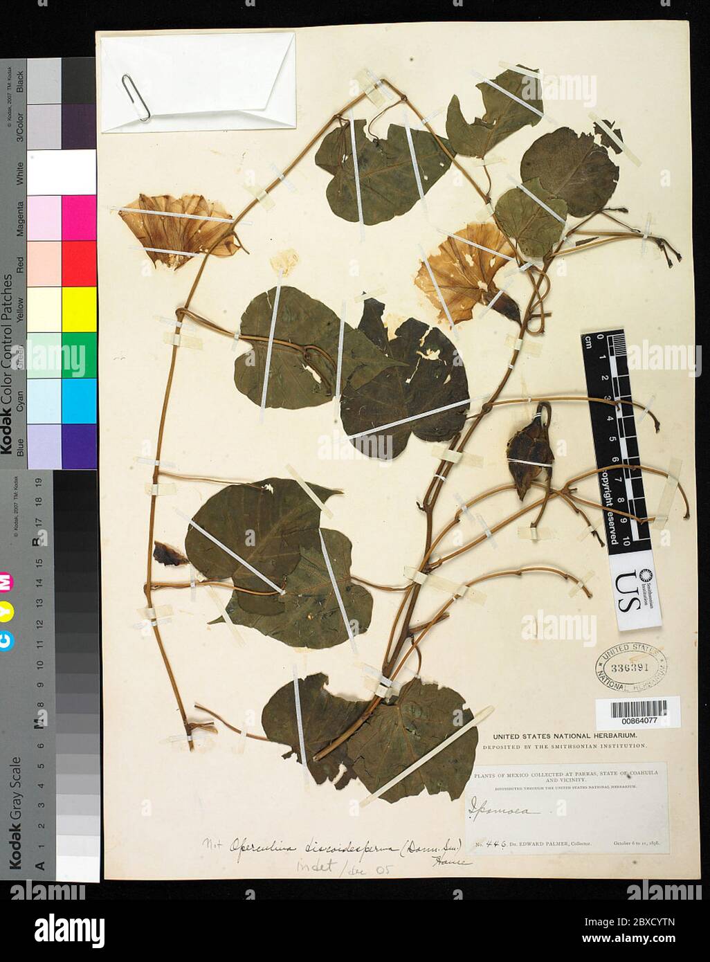 Operculina sp Operculina sp Stock Photo - Alamy