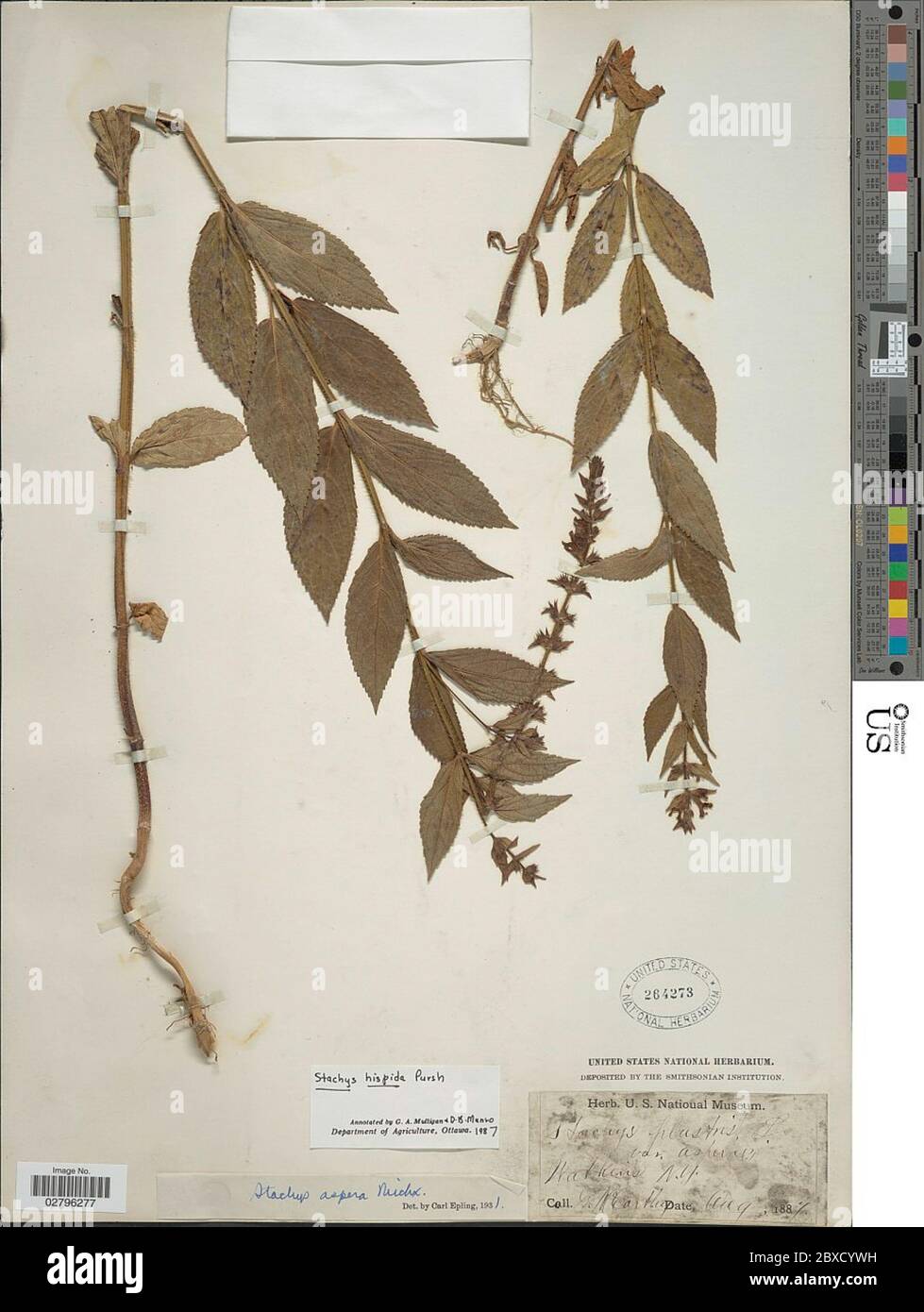 Stachys hispida Pursh Stachys hispida Pursh Stock Photo - Alamy