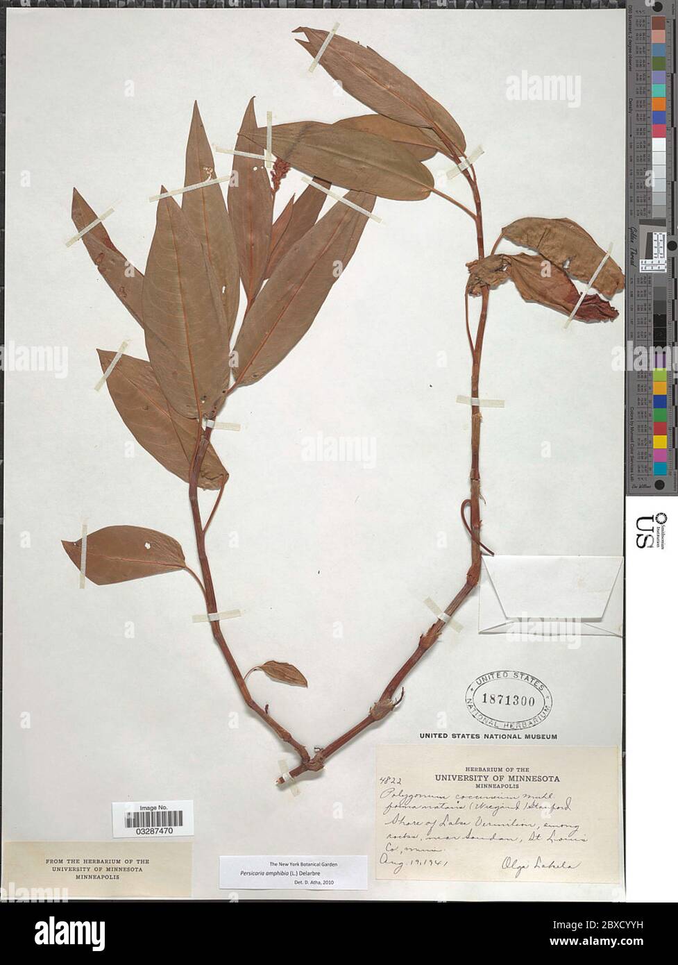 Polygonum amphibium L Polygonum amphibium L Stock Photo - Alamy
