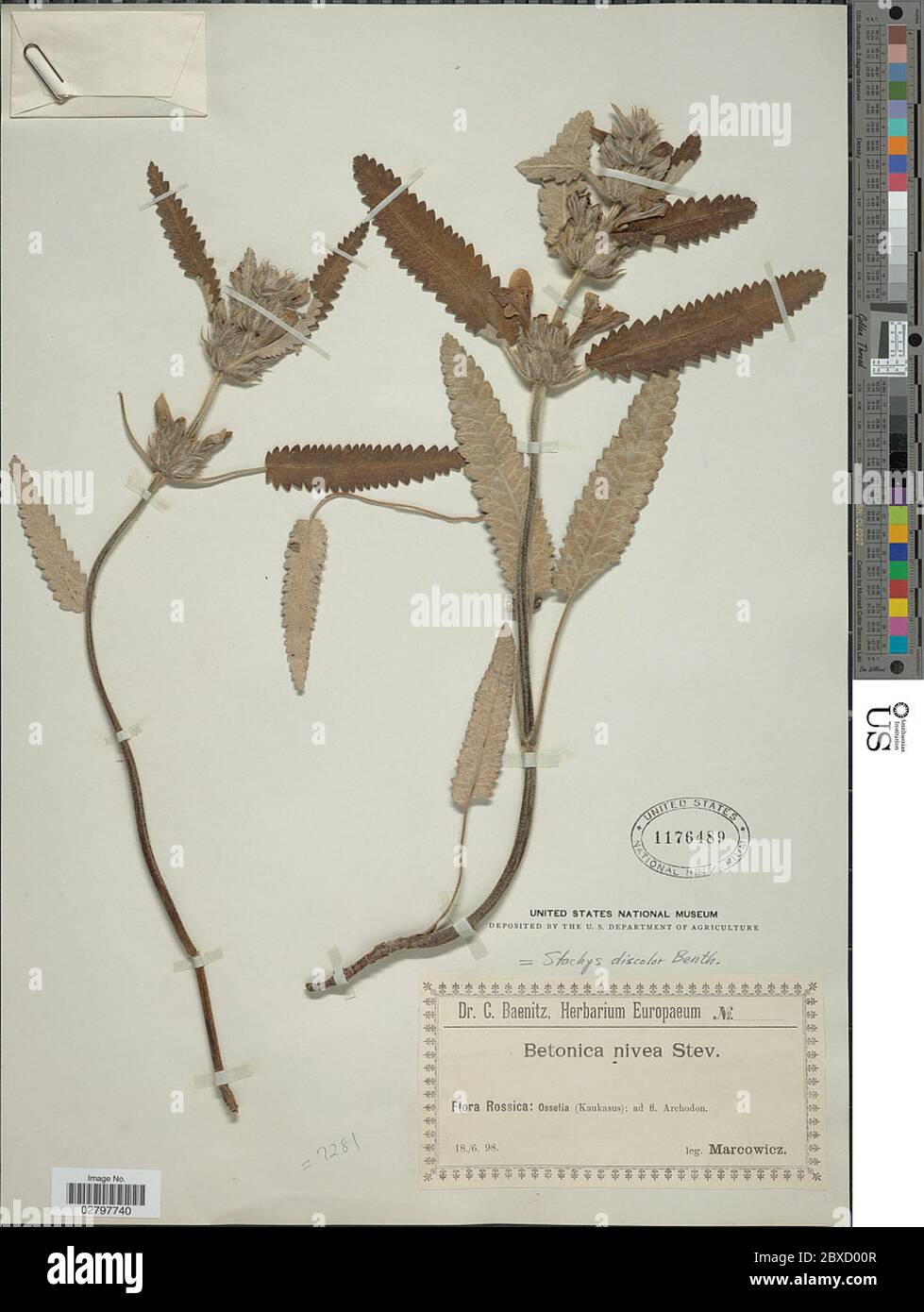 Stachys discolor Benth Stachys discolor Benth Stock Photo - Alamy