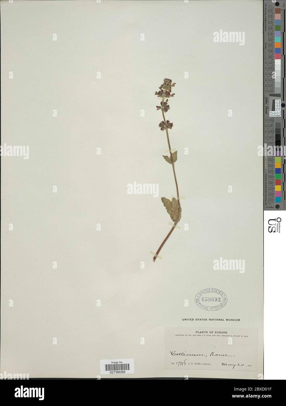 Stachys sp hi-res stock photography and images - Alamy