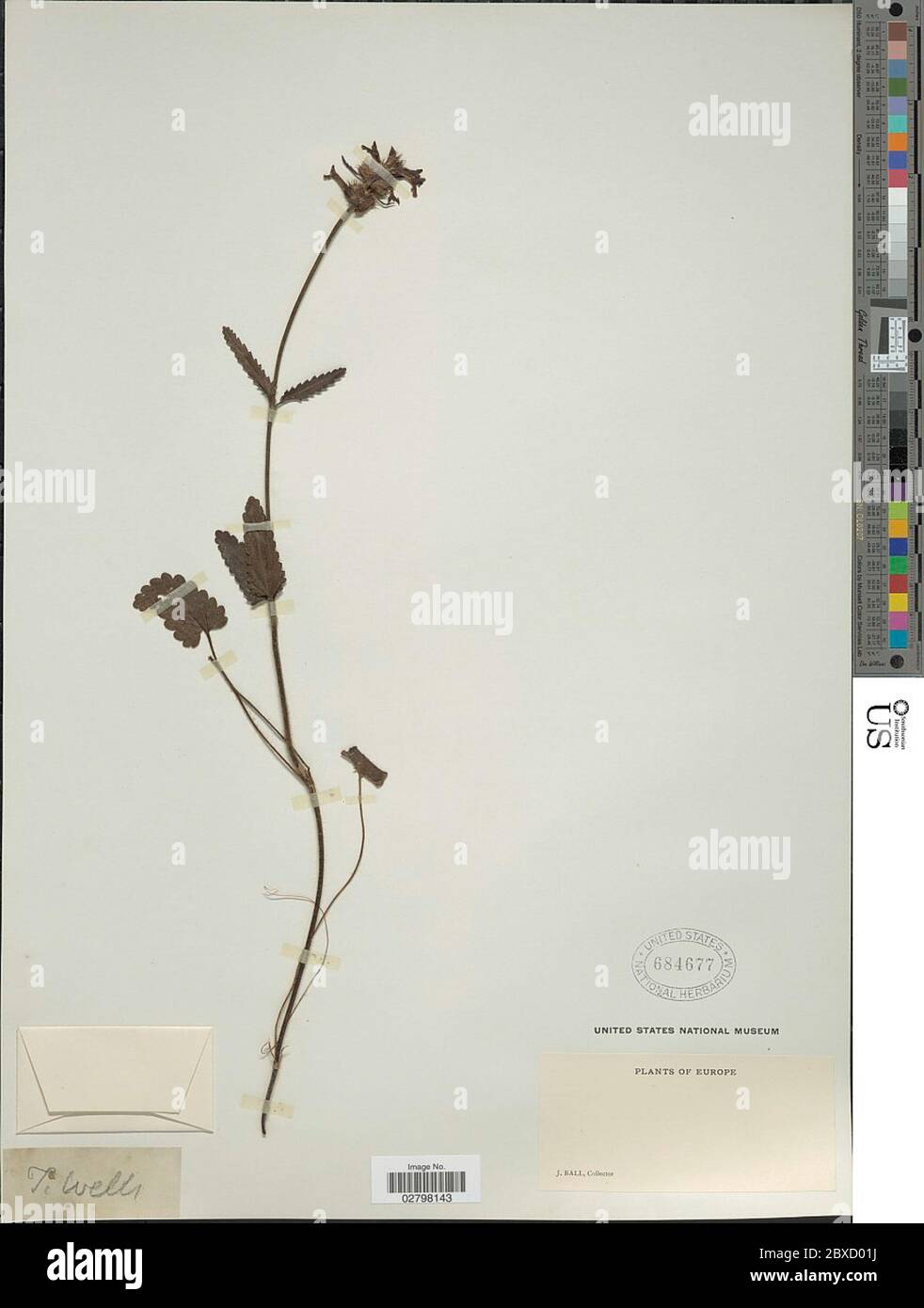 Stachys sp hi-res stock photography and images - Alamy