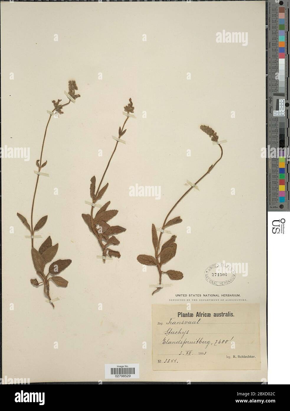 Stachys sp Stachys sp Stock Photo - Alamy