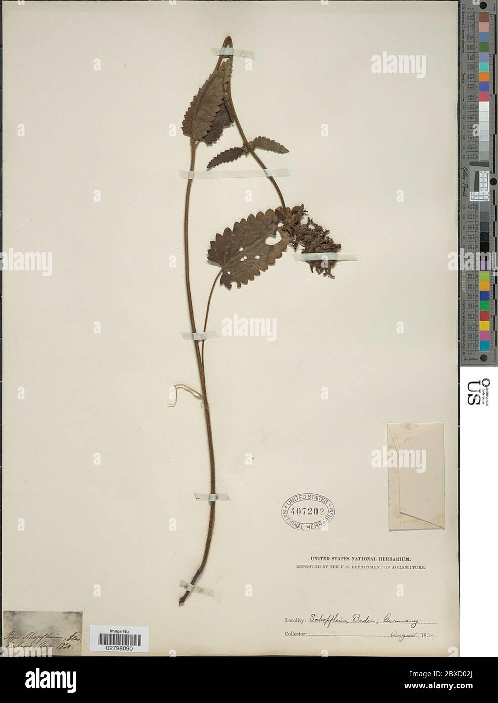 Stachys sp Stachys sp Stock Photo - Alamy