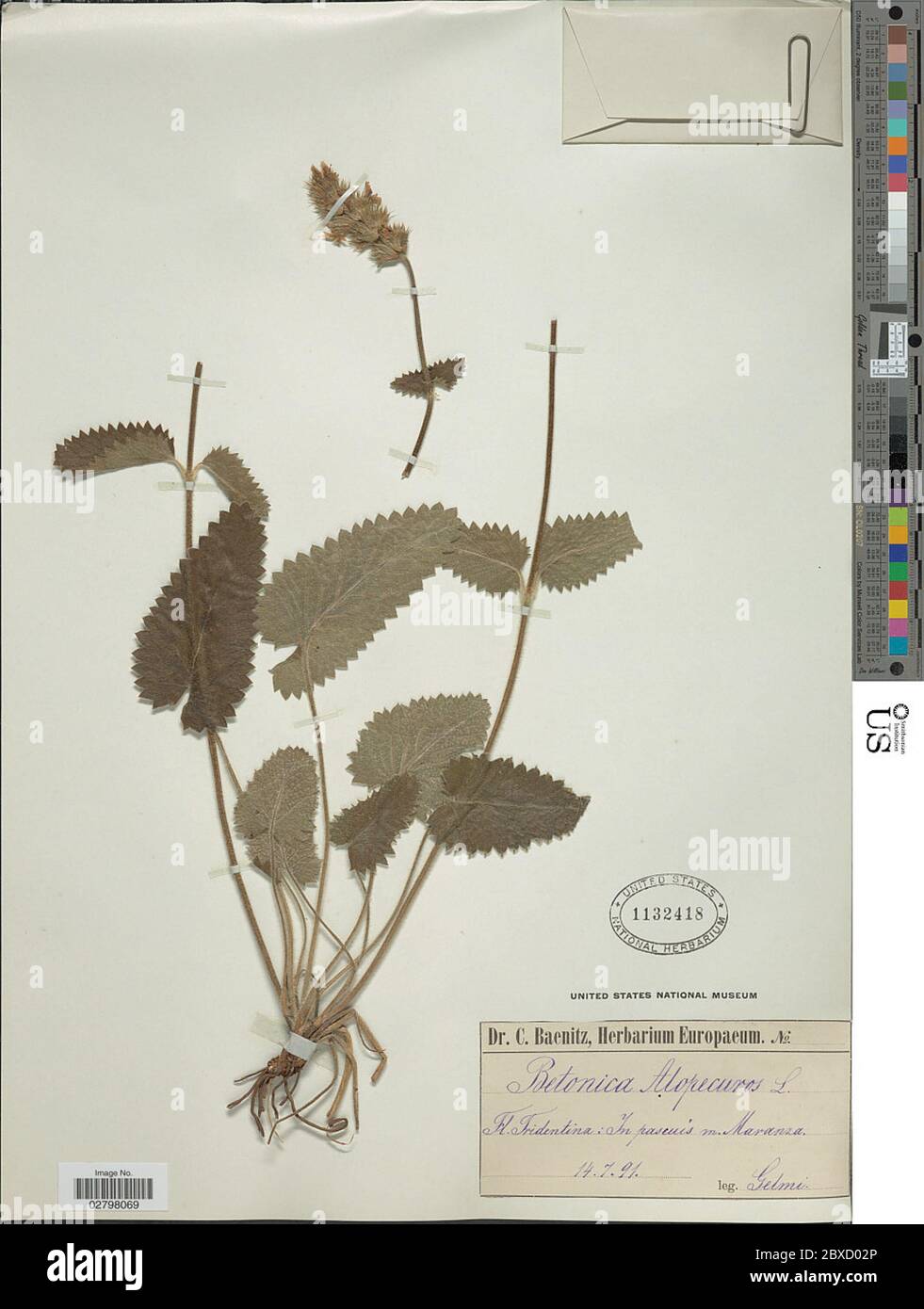 Stachys sp hi-res stock photography and images - Alamy