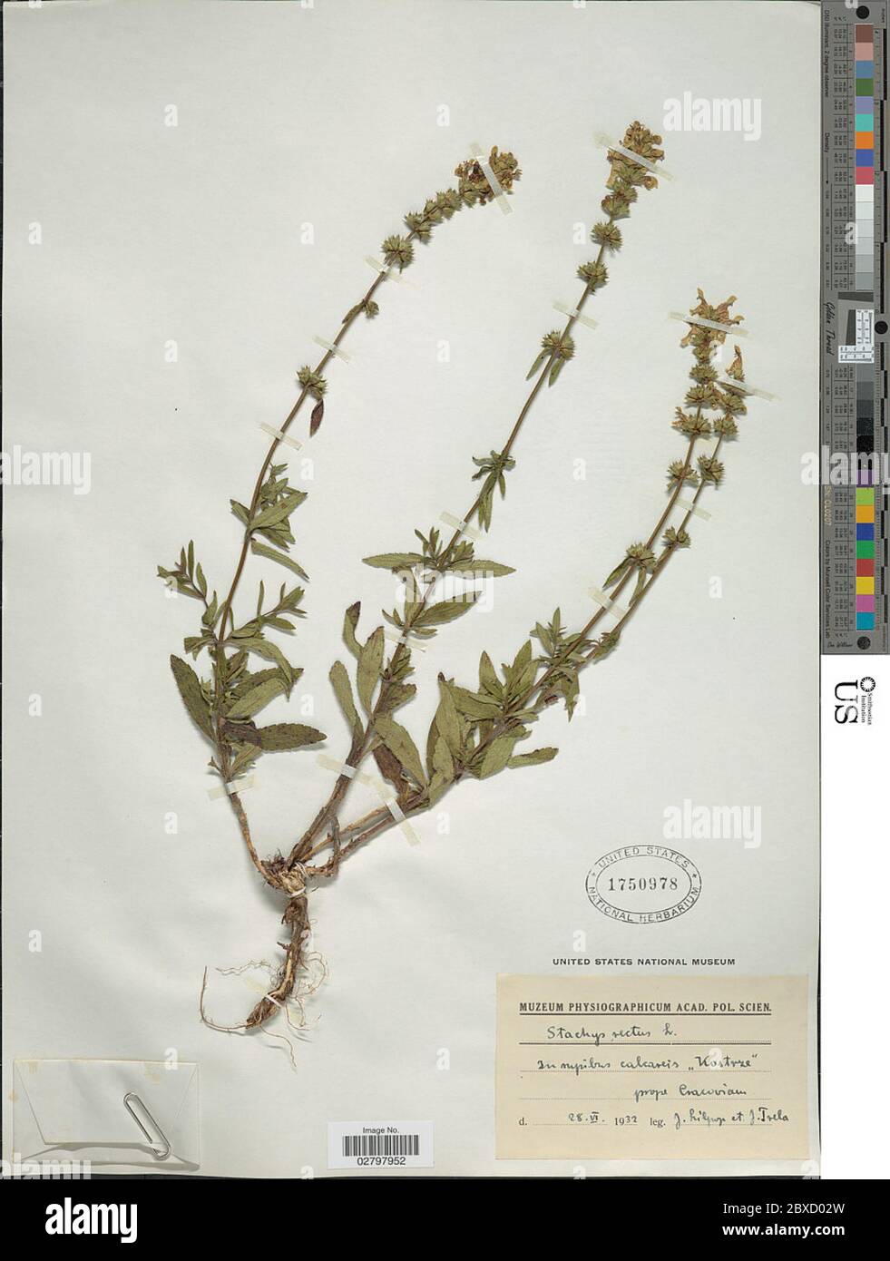 Stachys recta Stachys recta Stock Photo - Alamy