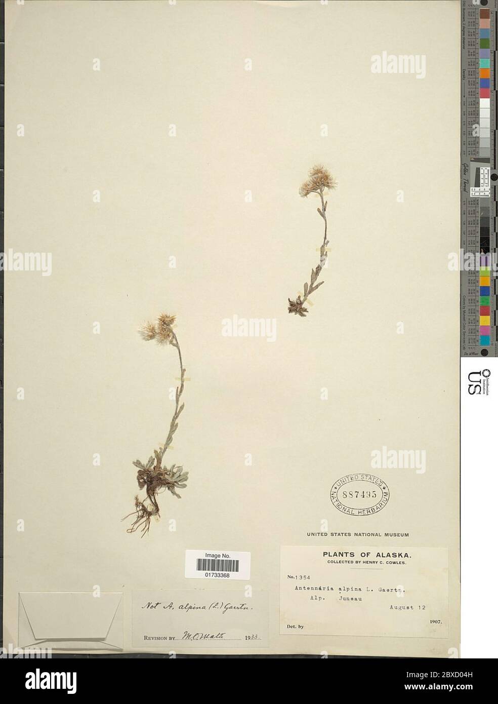 Antennaria sp Antennaria sp Stock Photo - Alamy