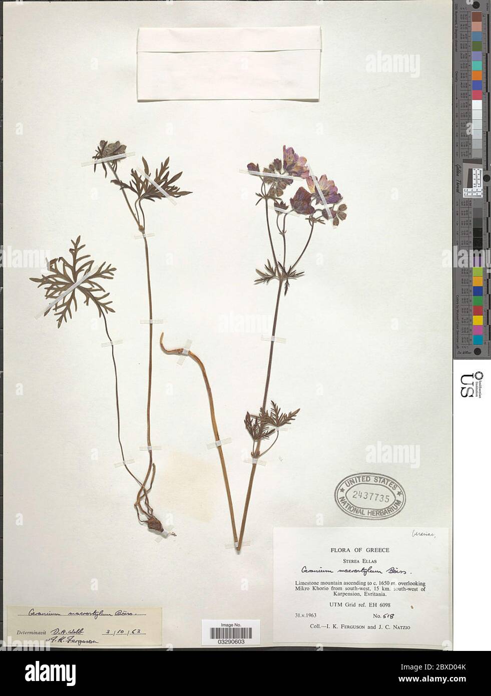 Geranium macrostylum Boiss Geranium macrostylum Boiss Stock Photo - Alamy