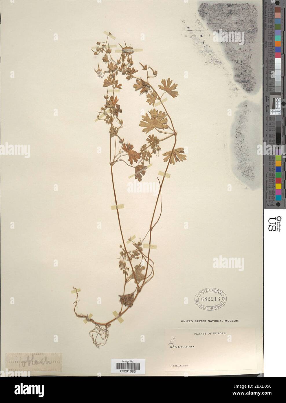 Geranium sp Geranium sp Stock Photo - Alamy