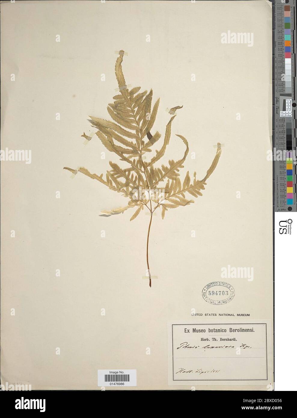 Pteris sp Pteris sp Stock Photo - Alamy