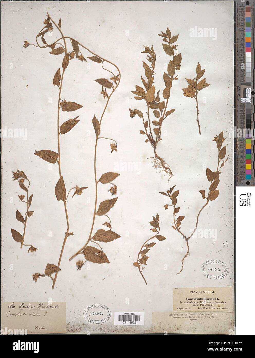 Convolvulus siculus L Convolvulus siculus L Stock Photo - Alamy