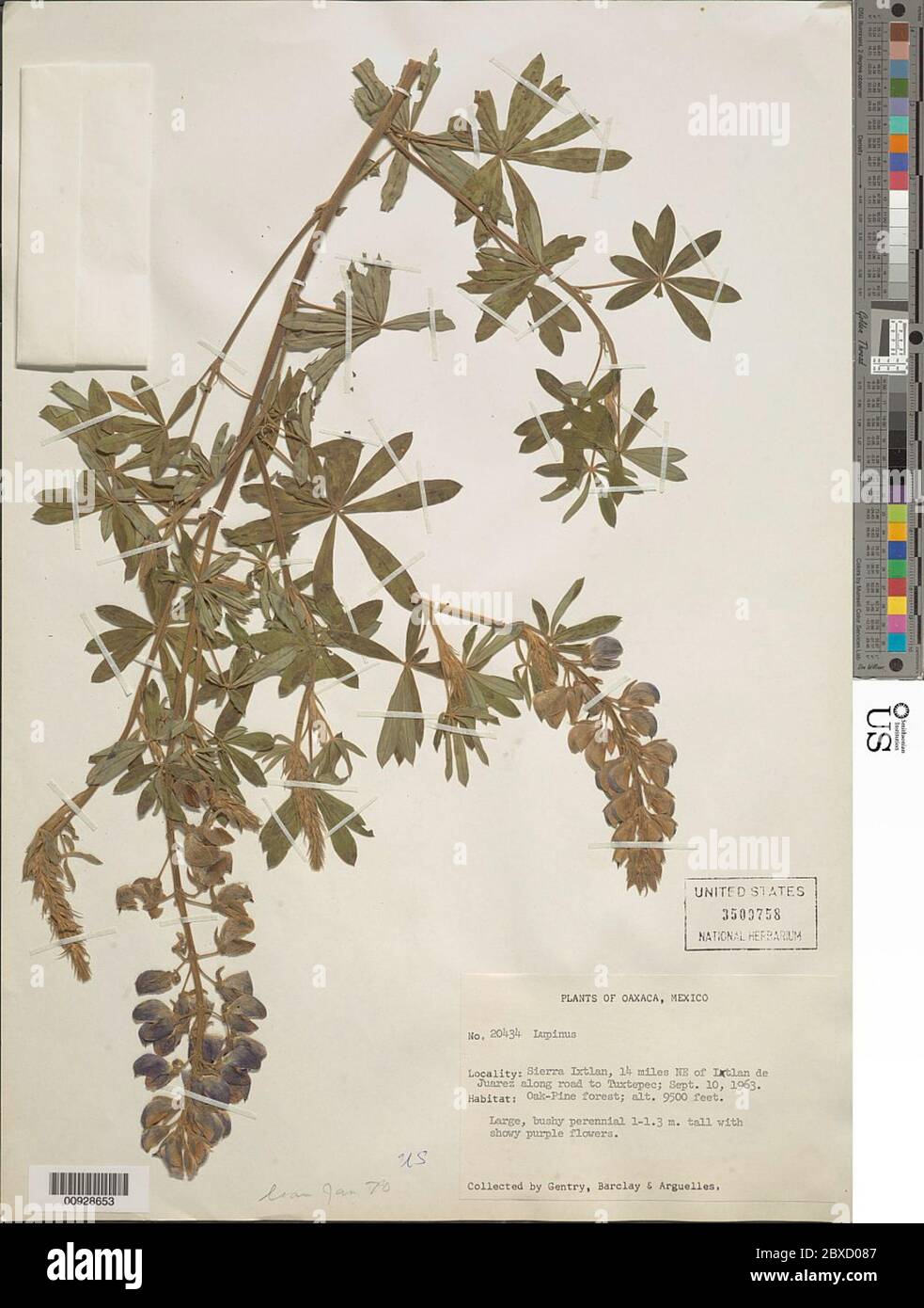 Lupinus sp Lupinus sp Stock Photo - Alamy