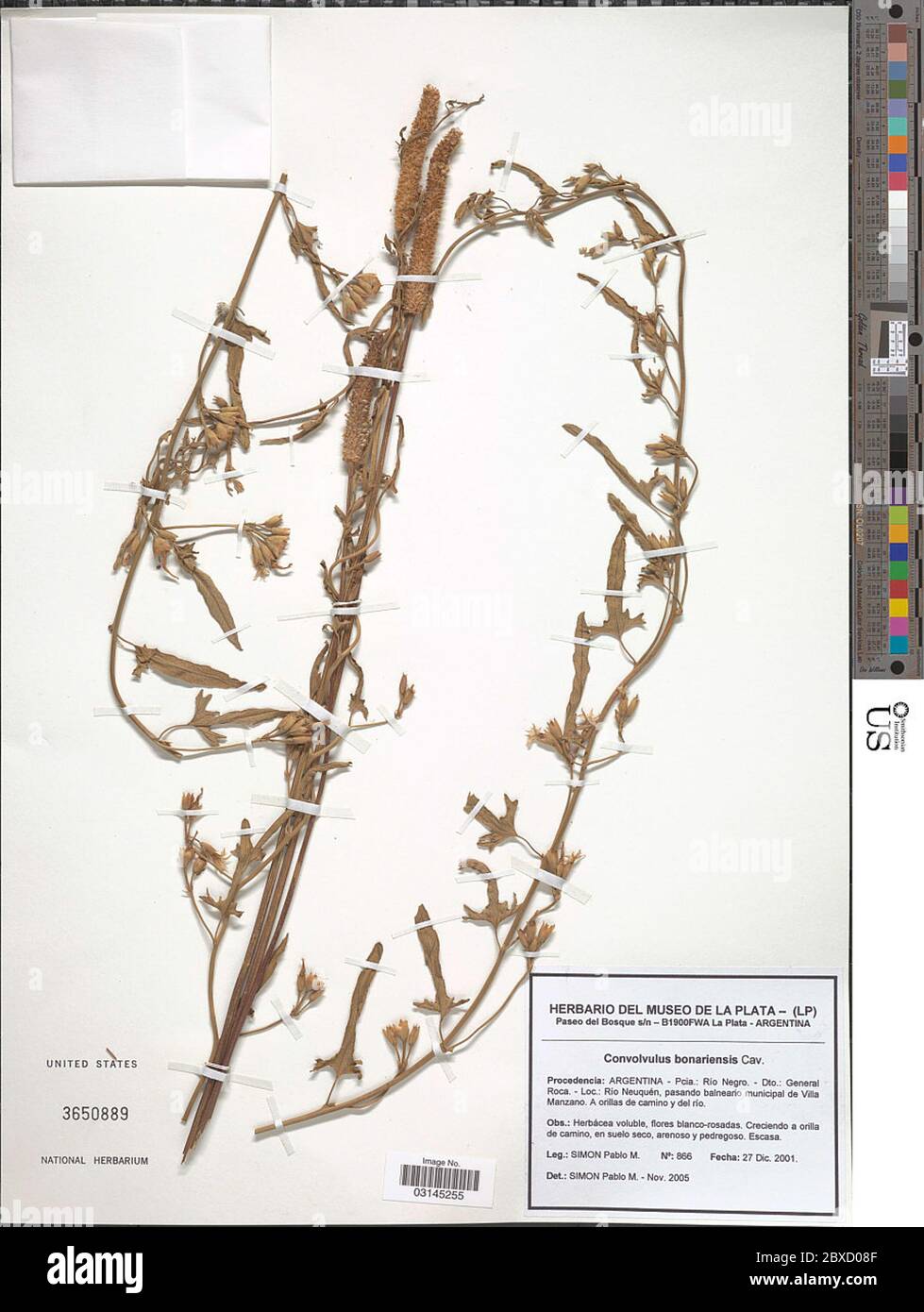 Climbing convolvulus hi-res stock photography and images - Alamy