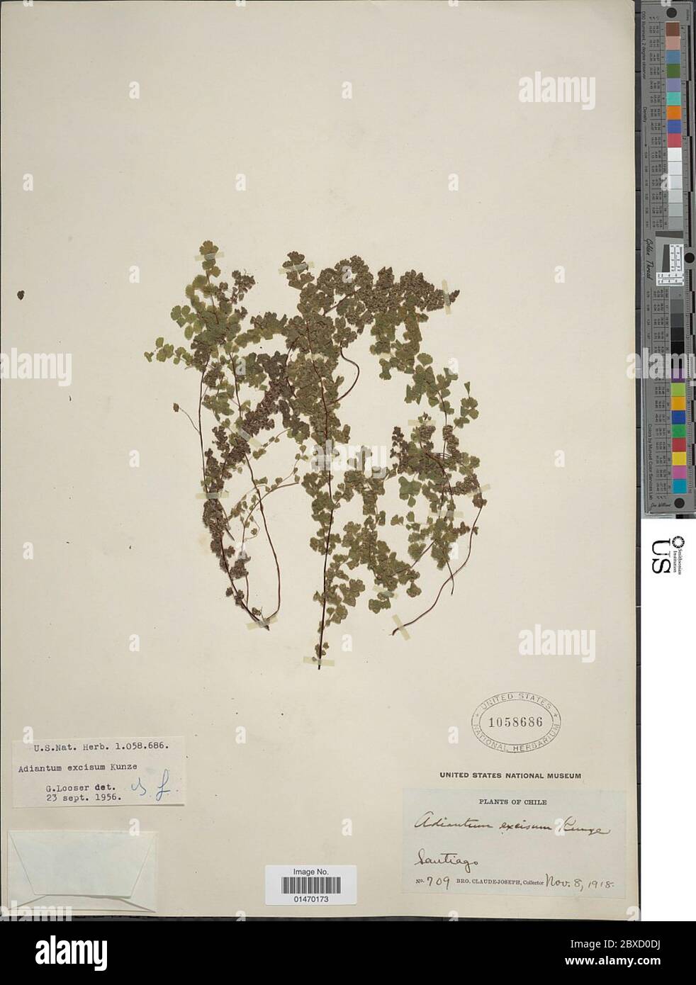 Excisum hi-res stock photography and images - Alamy