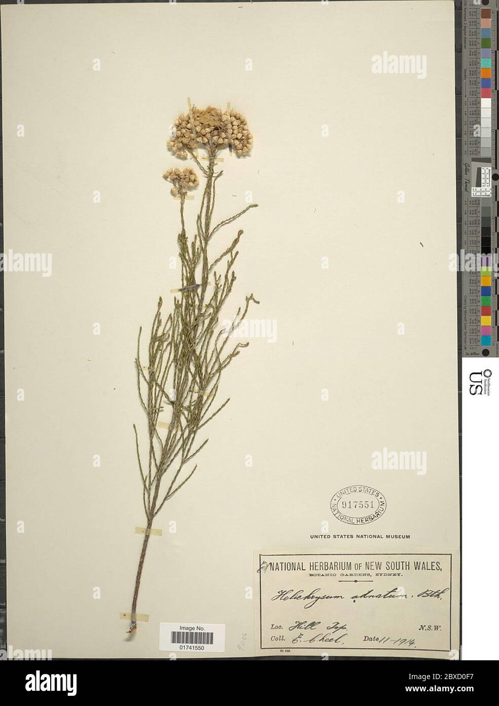 Ozothamnus hi-res stock photography and images - Alamy