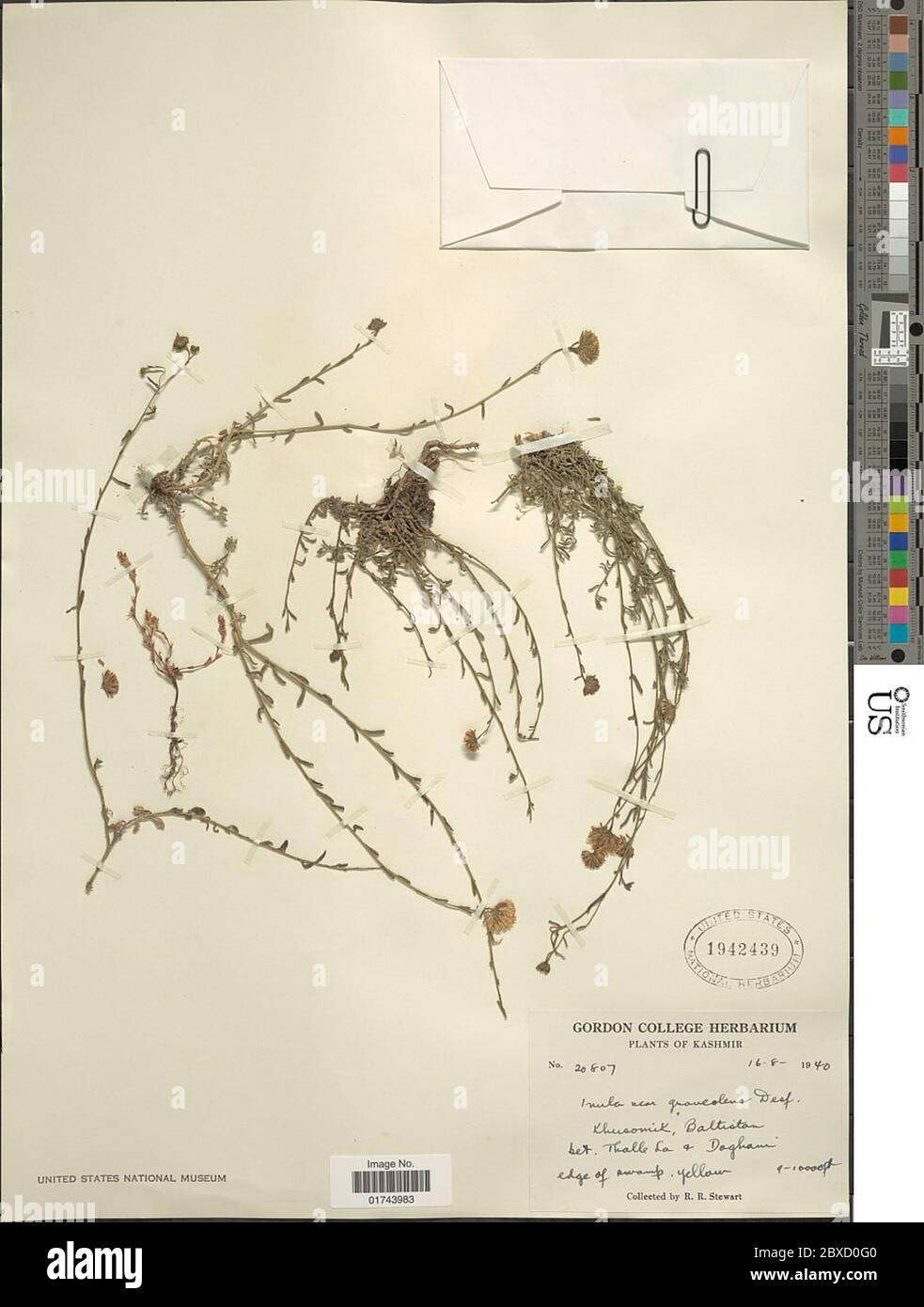 Inula graveolens hi-res stock photography and images - Alamy