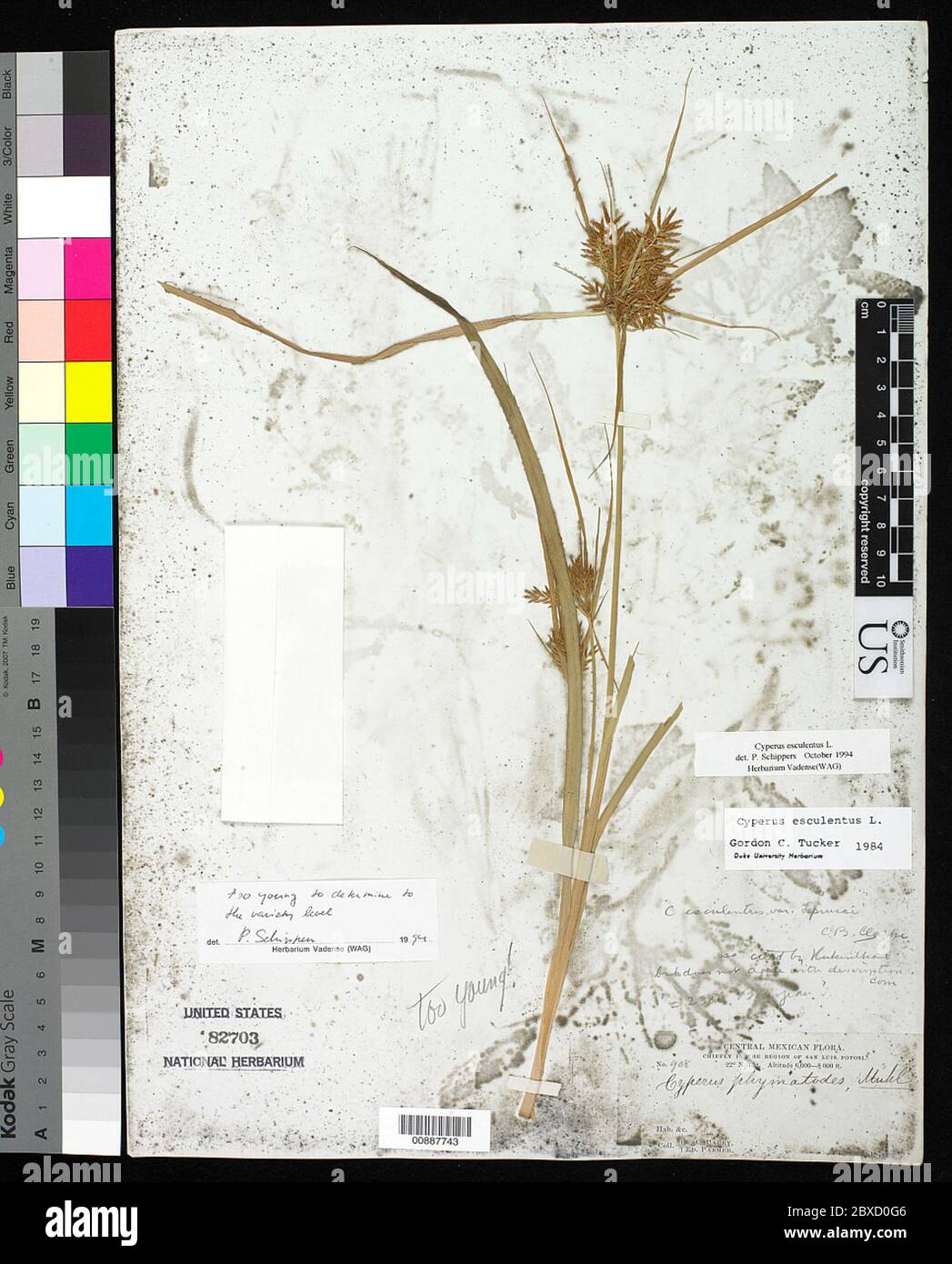 Cyperus esculentus L Cyperus esculentus L Stock Photo - Alamy