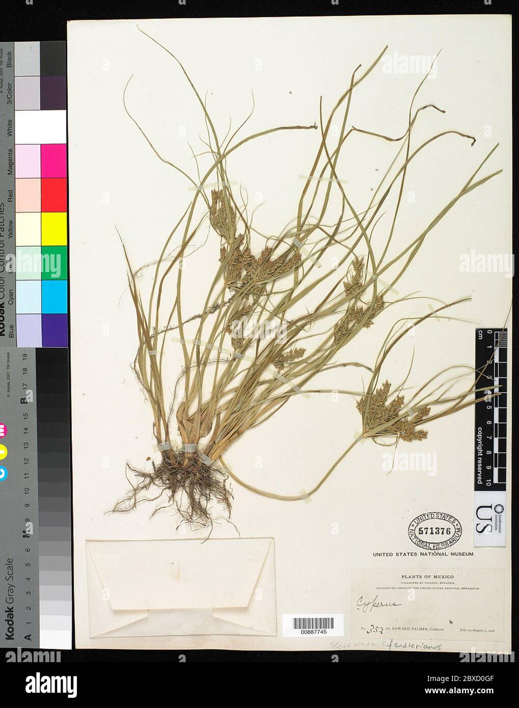 Cyperus fendlerianus Boeckeler Cyperus fendlerianus Boeckeler Stock ...