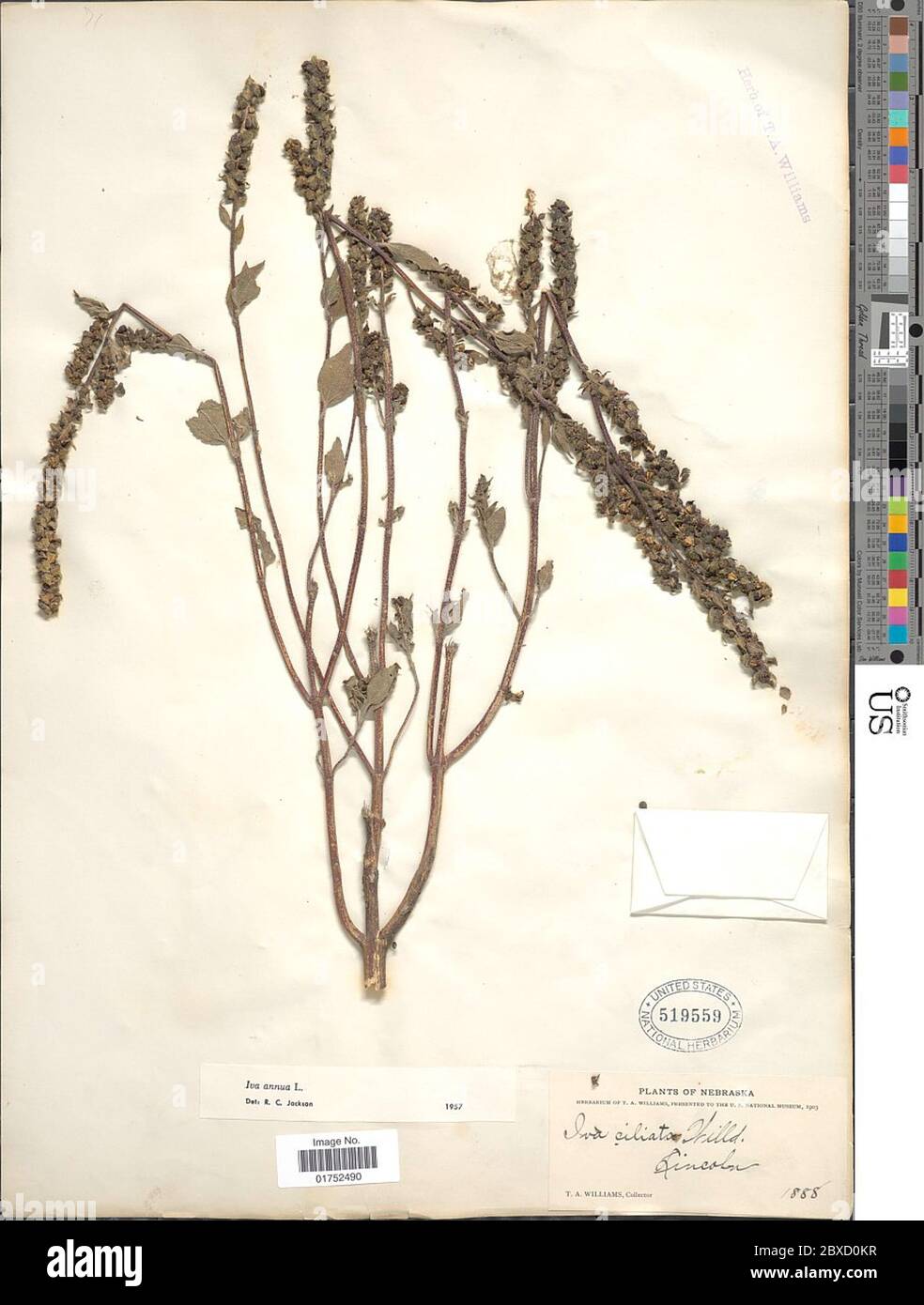 Iva annua hi-res stock photography and images - Alamy