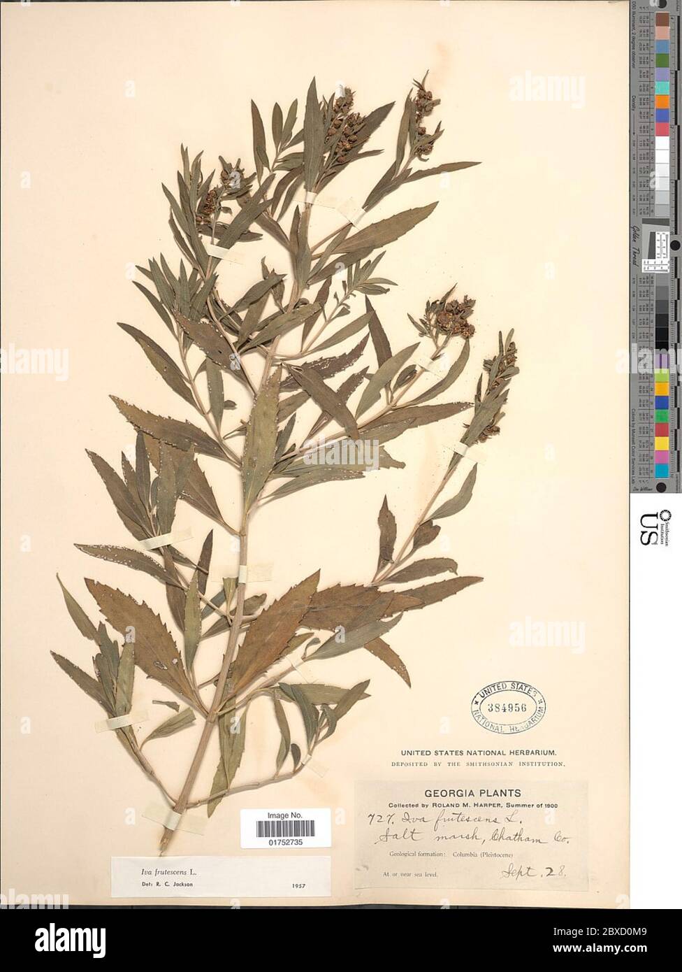 Iva frutescens L Iva frutescens L Stock Photo - Alamy