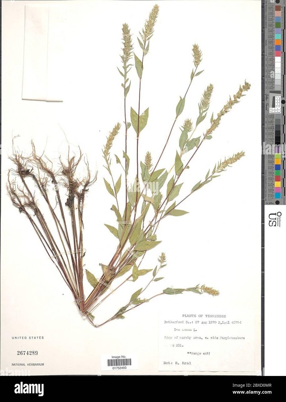 Iva annua L Iva annua L Stock Photo - Alamy