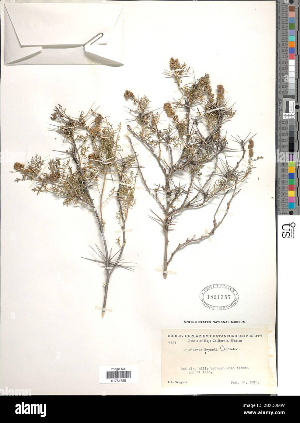 Bryantii hi-res stock photography and images - Alamy