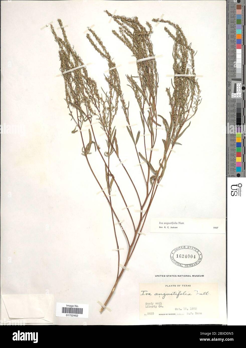 Iva angustifolia Nutt Iva angustifolia Nutt Stock Photo - Alamy