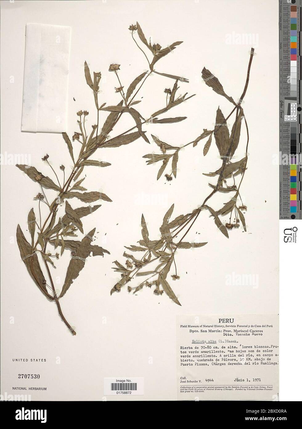 Eclipta alba L Hassk Eclipta alba L Hassk Stock Photo - Alamy