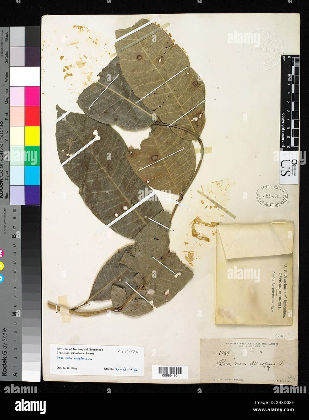 Brosimum alicastrum subsp alicastrum Sw Brosimum alicastrum subsp ...