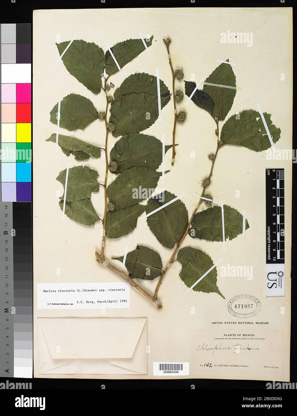 Maclura tinctoria subsp tinctoria L D Don ex Steud Maclura tinctoria ...