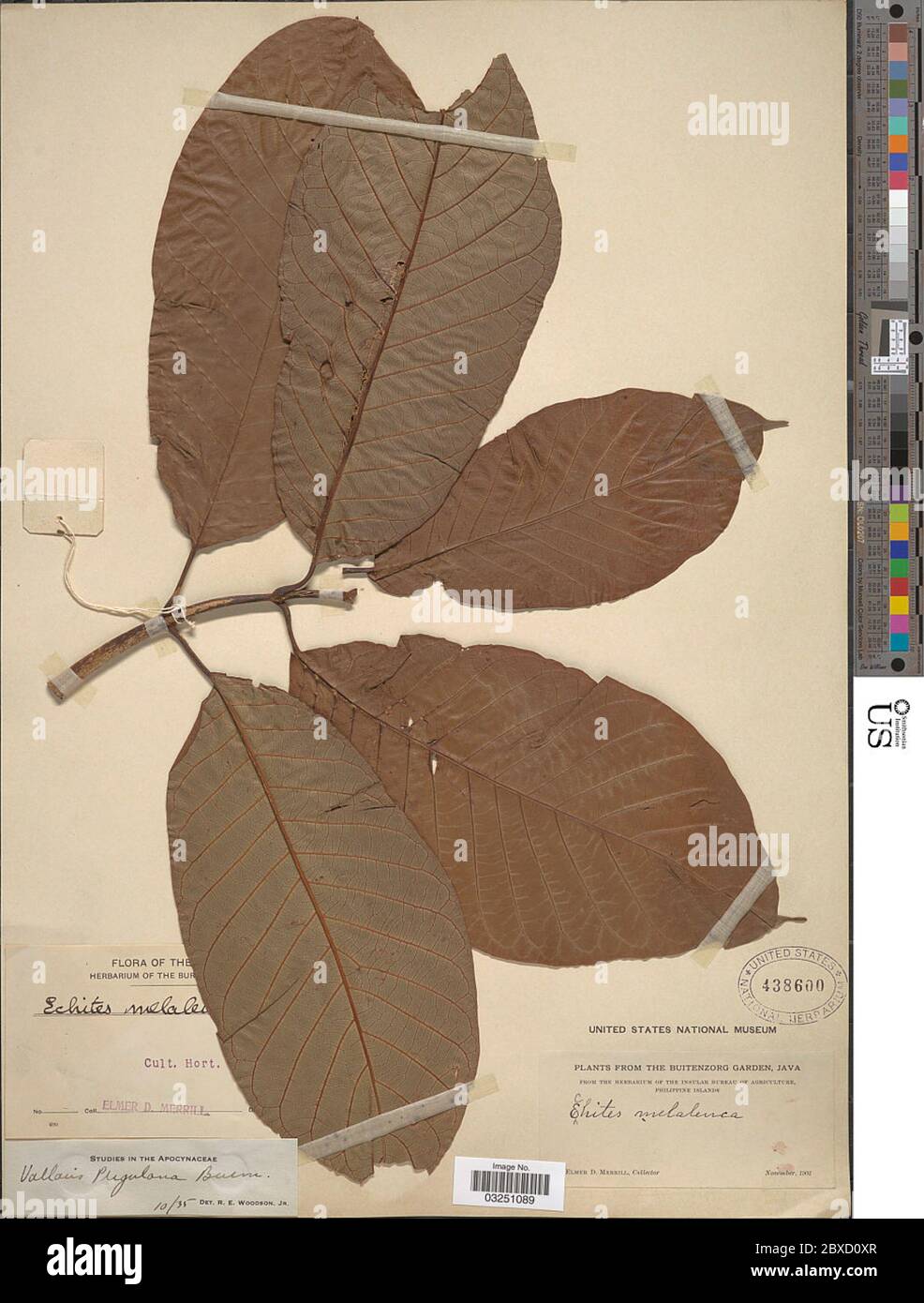 Vallaris hi-res stock photography and images - Alamy