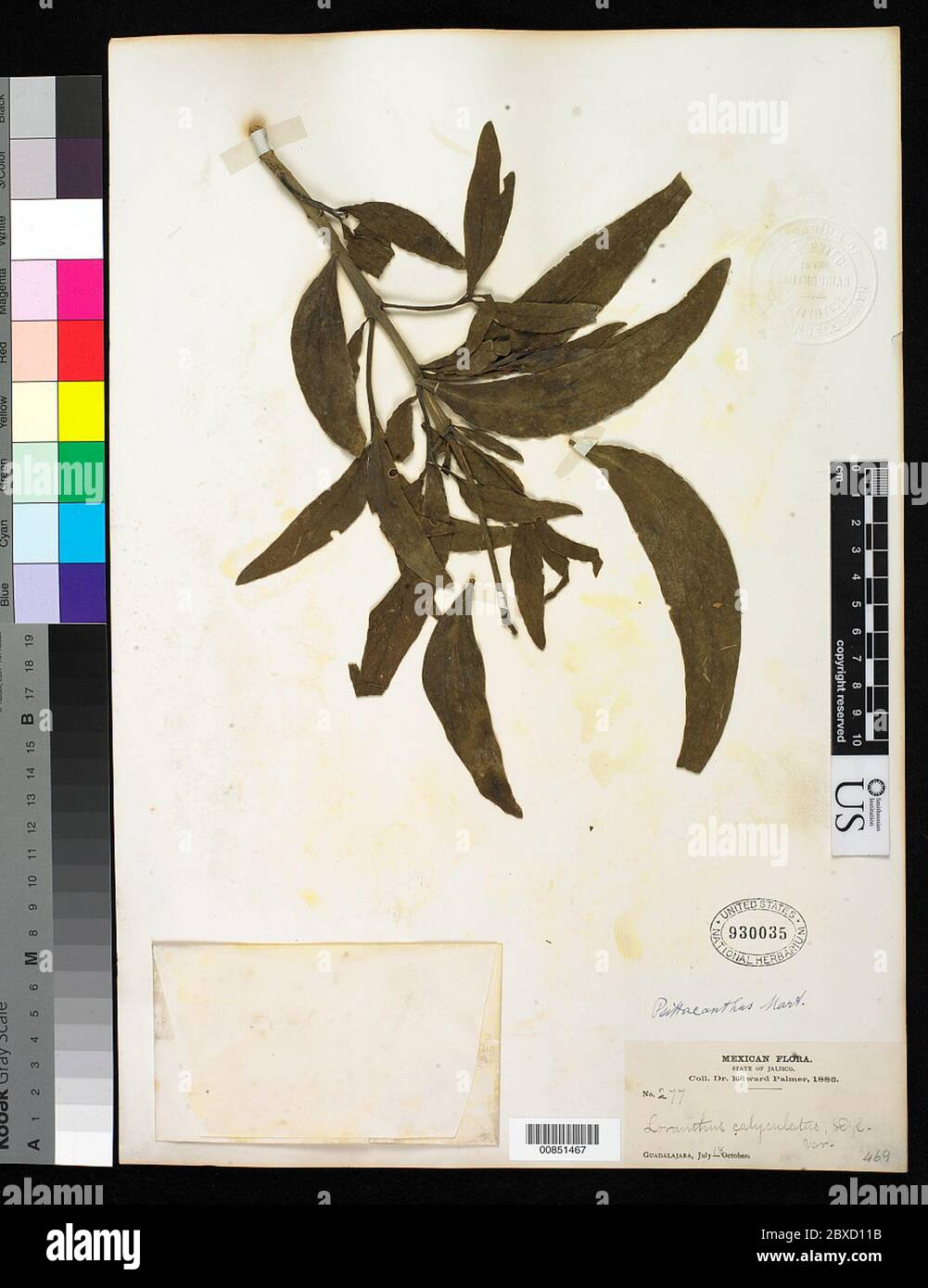 Psittacanthus sp Psittacanthus sp Stock Photo - Alamy