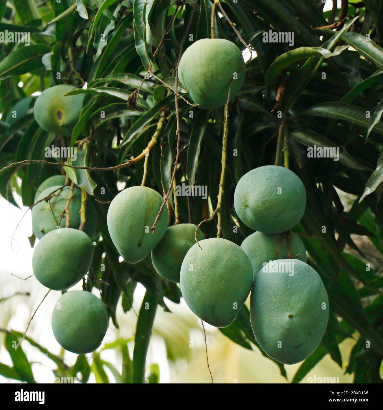 group of green mangoes in a tree Stock Photo - Alamy
