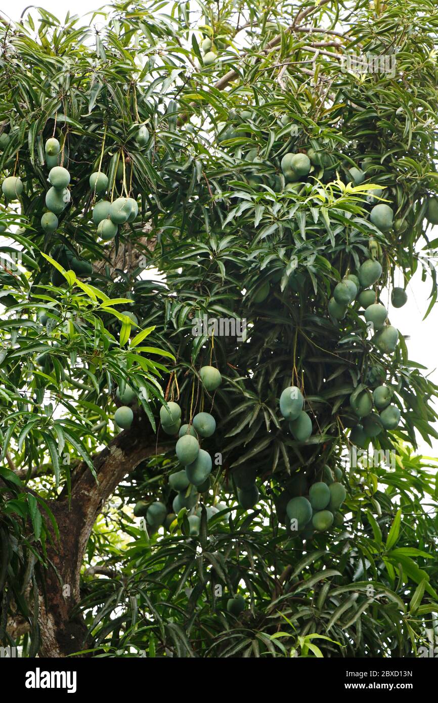 group of green mangoes in a tree Stock Photo - Alamy
