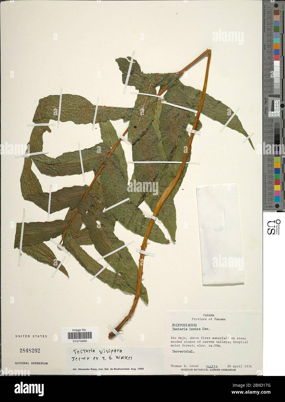 Tectaria incisa Cav Tectaria incisa Cav Stock Photo - Alamy