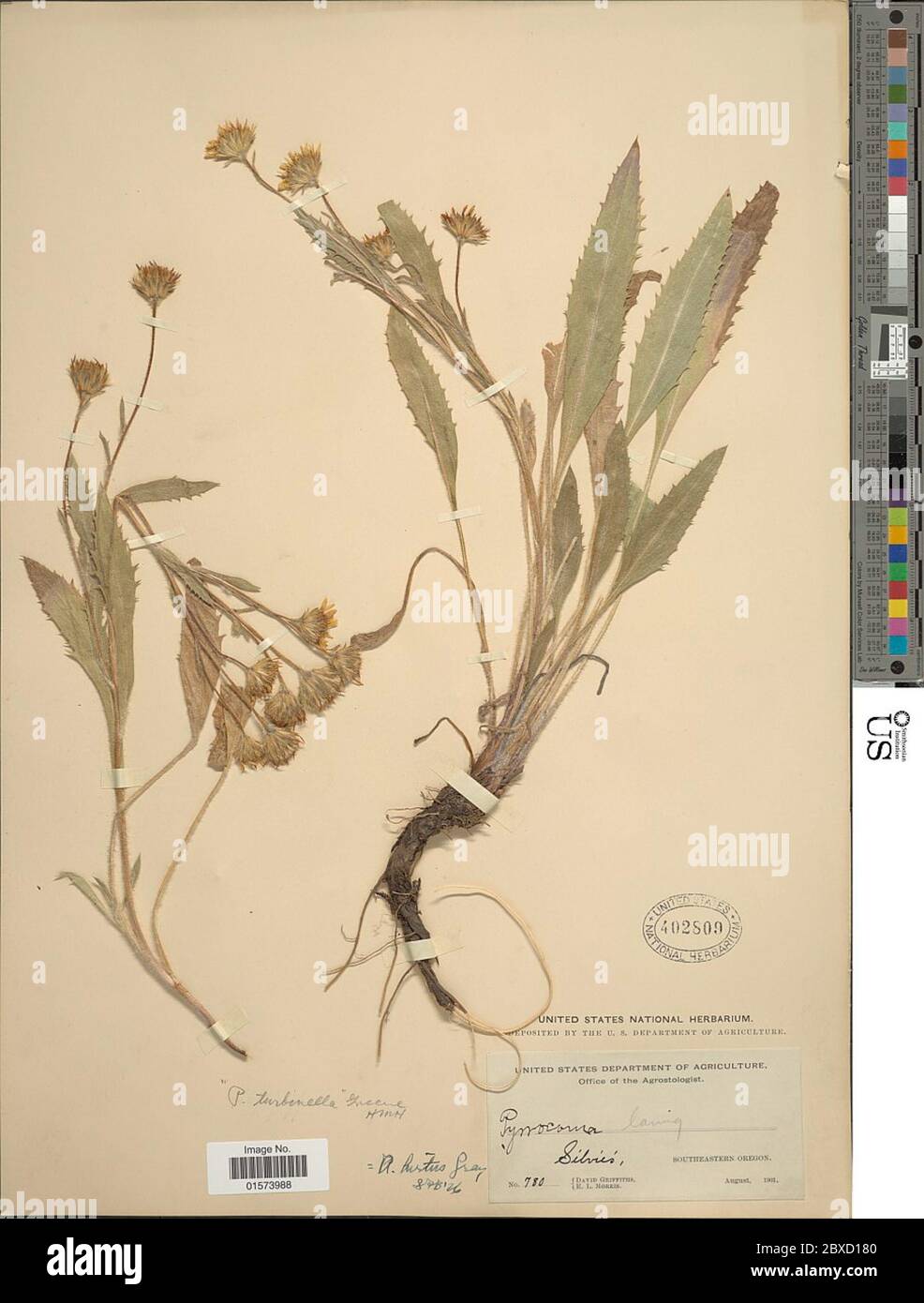 Pyrrocoma hirta Pyrrocoma hirta Stock Photo - Alamy