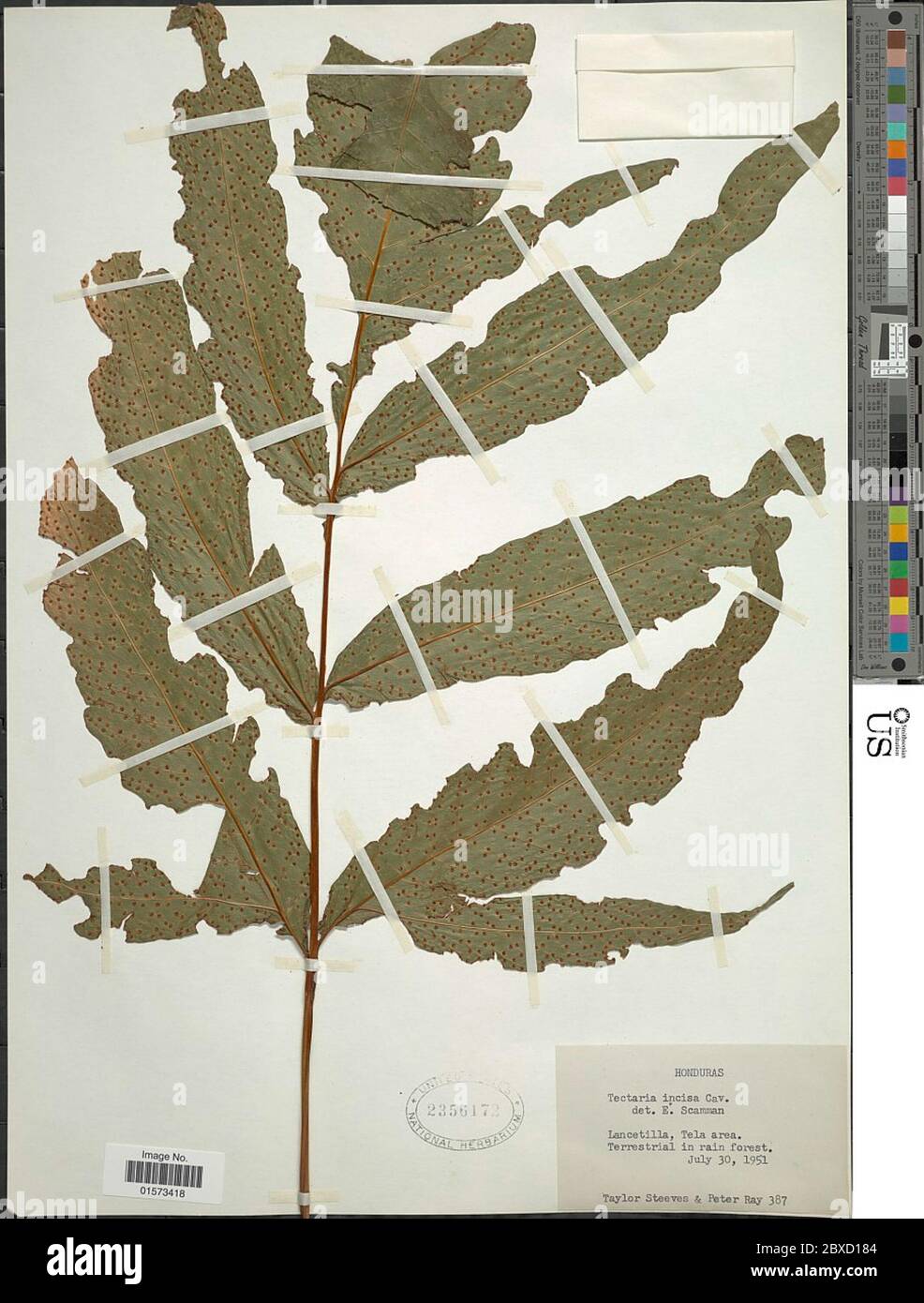 Tectaria incisa Cav Tectaria incisa Cav Stock Photo - Alamy