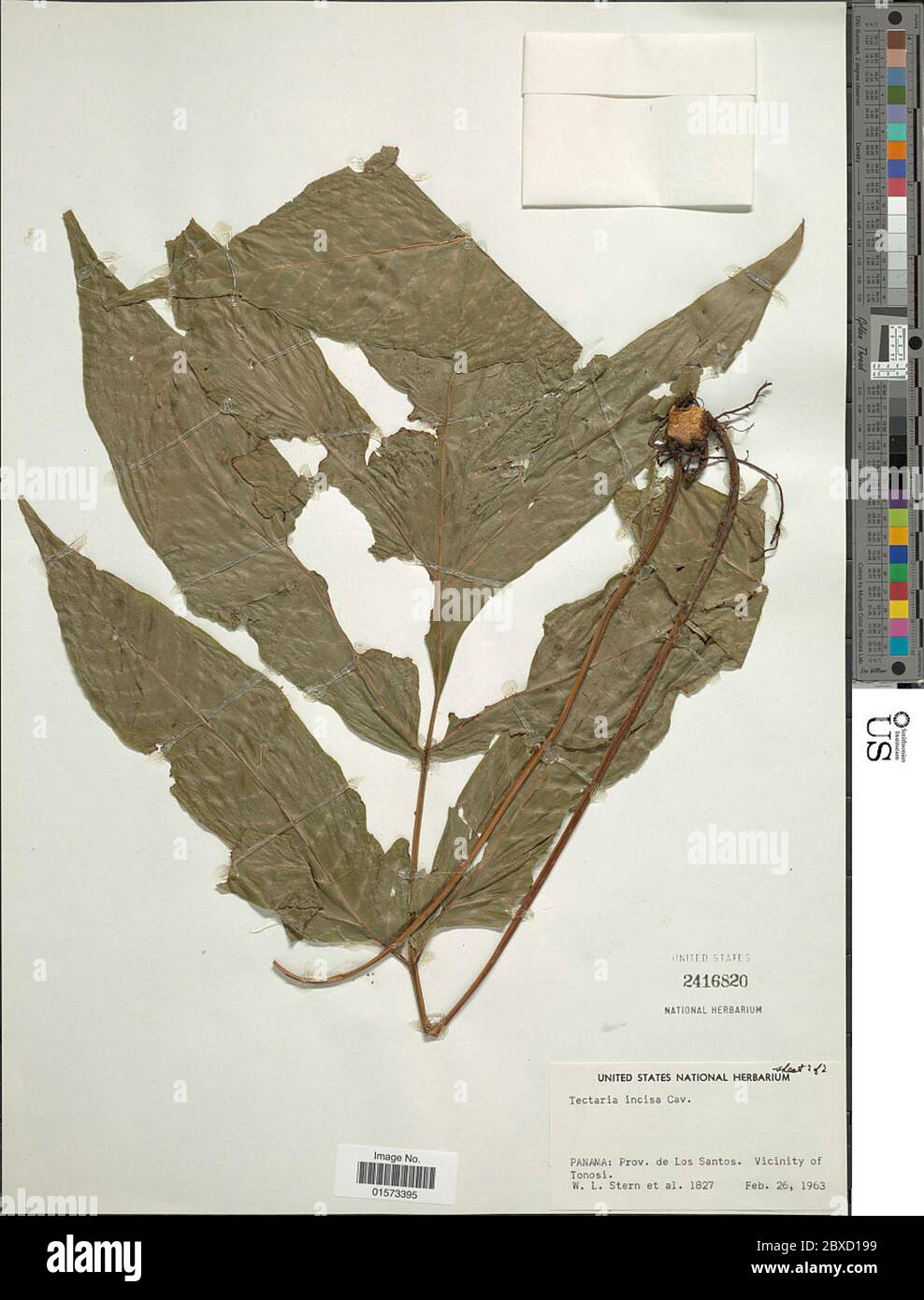 Tectariaceae hi-res stock photography and images - Alamy