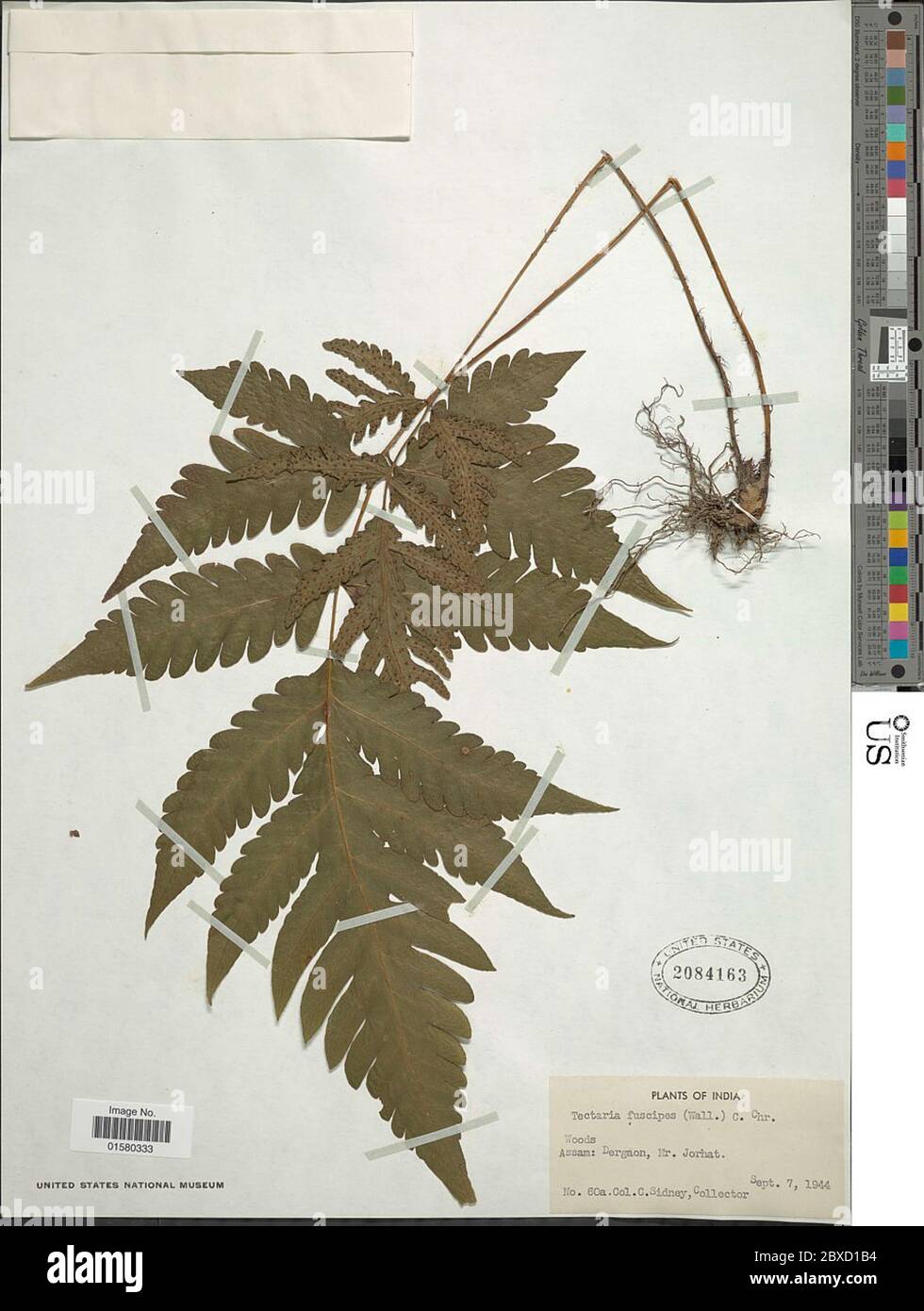 Tectaria paradoxa Tectaria paradoxa Stock Photo - Alamy