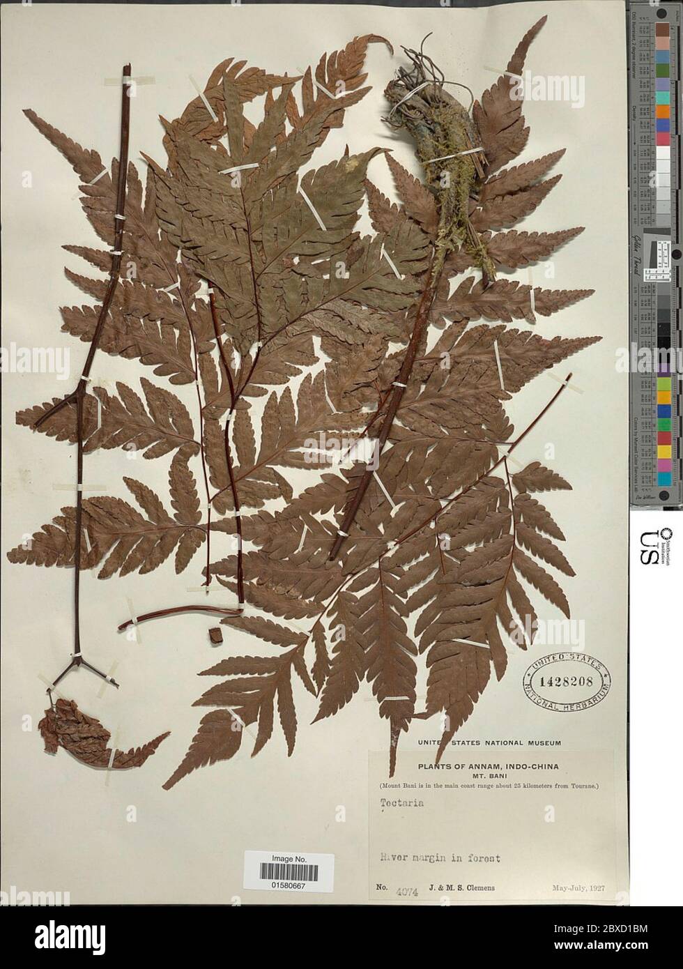 Tectaria sp Tectaria sp Stock Photo - Alamy