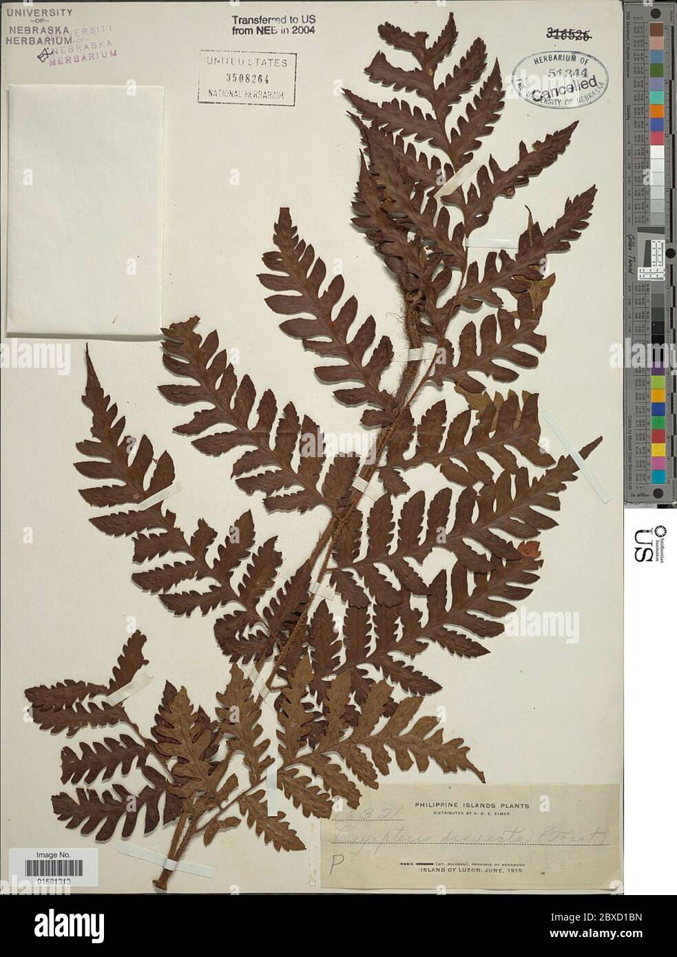 Tectaria sp Tectaria sp Stock Photo - Alamy